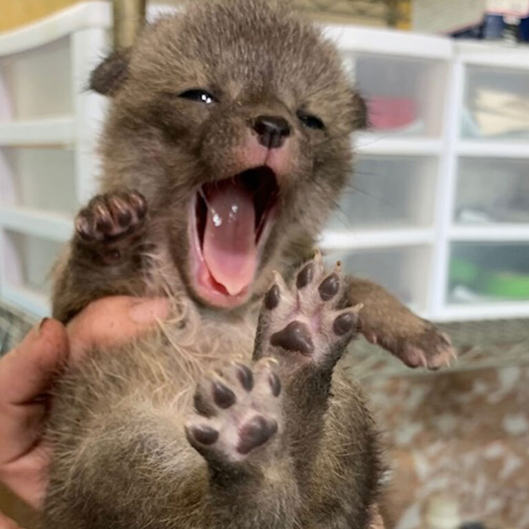 All Things Wild – Leading wildlife rehabilitation center dedicated to ...